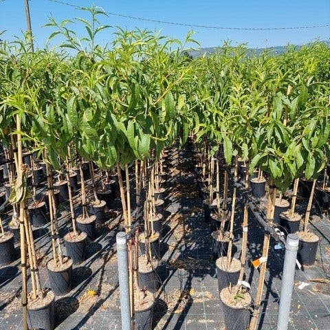 Perzik als halfstam (Prunus persica 'Fayette')