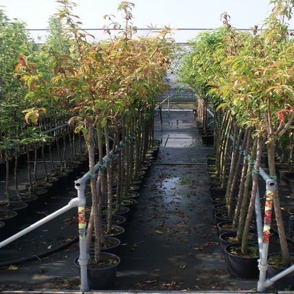 Zure kers (Prunus cerasus 'Morel')