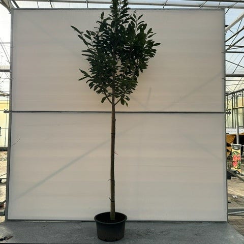 Laurier als boom (Prunus laurocerasus 'Elly')