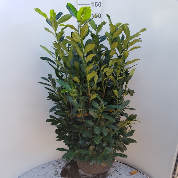 Laurier (Prunus laurocerasus 'Elly')