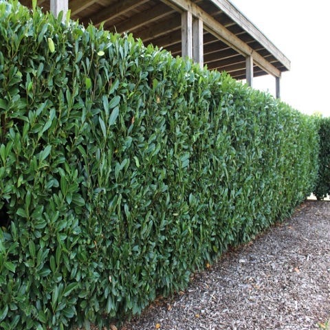 Laurier (Prunus laurocerasus 'Elly')