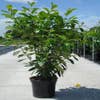 Laurier kopen? Prunus laurocerasus Novita met garantie | Directplant