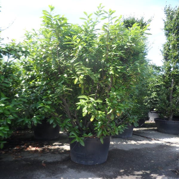 Laurier kopen? Prunus laurocerasus Novita met garantie