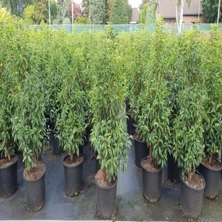 Portugese laurier (Prunus lusitanica)