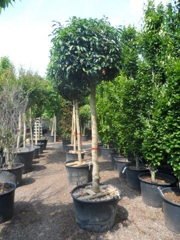 Portugese laurier als boom (Prunus lusitanica) | Directplant