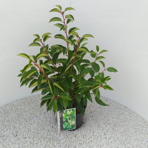 Portugese laurier (Prunus lusitanica)