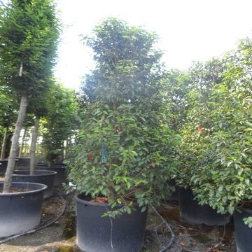 Portugese laurier (Prunus lusitanica)