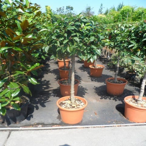 Portugese laurier als boom (Prunus lusitanica)