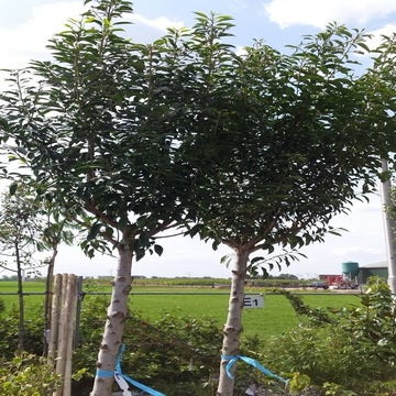 Portugese laurier als boom (Prunus lusitanica)