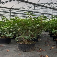 Portugese laurier (Prunus lusitanica)