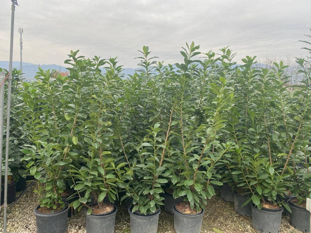 Laurier (Prunus laurocerasus 'Novita') | Directplant