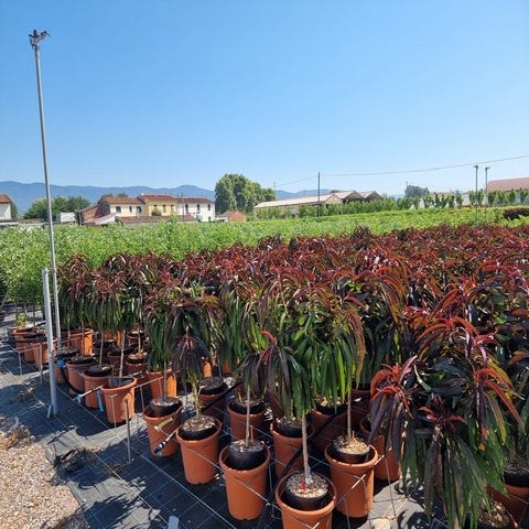 Perzik op stam (Prunus persica 'Nana Crimson Bonfire')