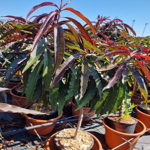 Perzik op stam (Prunus persica 'Nana Crimson Bonfire')