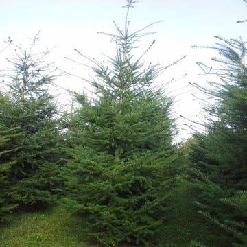 Douglasspar (Pseudotsuga menziessii)