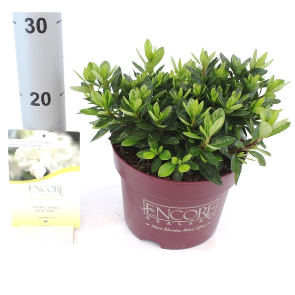 Azalea (Rhododendron Encore ® 'Pure White Julia')