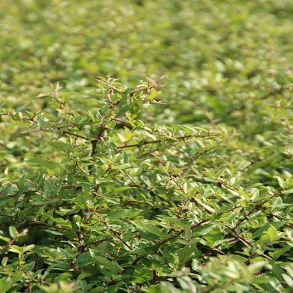 Vuurdoorn (Pyracantha 'Red Cushion')
