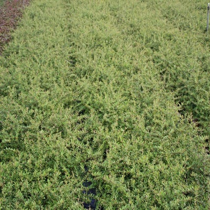 Vuurdoorn (Pyracantha 'Red Cushion')