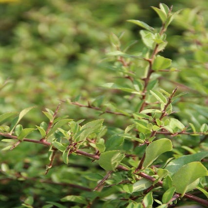 Vuurdoorn (Pyracantha 'Red Cushion')