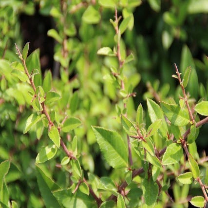 Vuurdoorn (Pyracantha 'Red Cushion')
