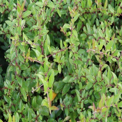 Vuurdoorn (Pyracantha 'Red Cushion')