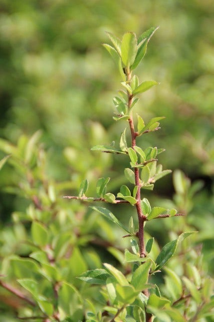 Vuurdoorn (Pyracantha 'Red Cushion') | Directplant