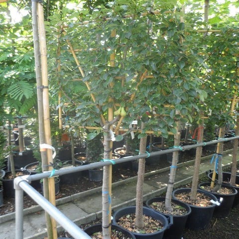 Lei-peer (Pyrus communis 'Conference')