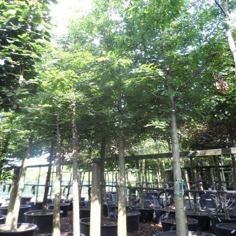 Moeraseik (Quercus palustris)