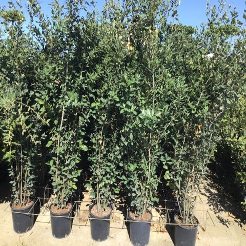 Steeneik als struik (Quercus ilex)
