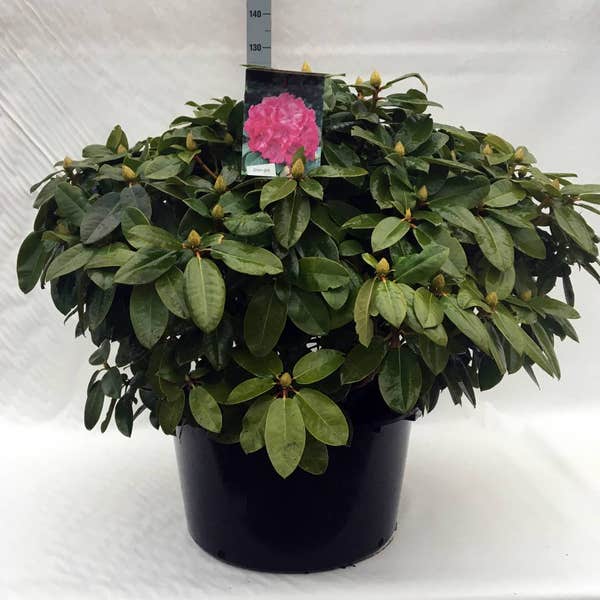 Rhododendron (Rhododendron 'Germania')