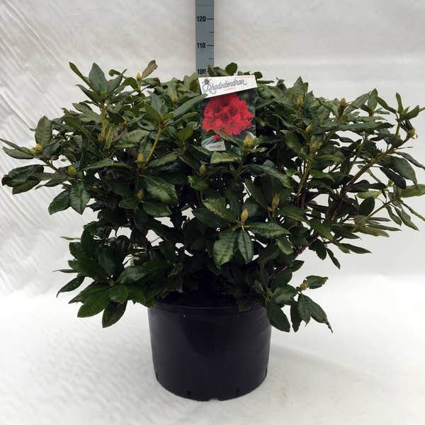 Rhododendron (Rhododendron 'Lord Roberts')