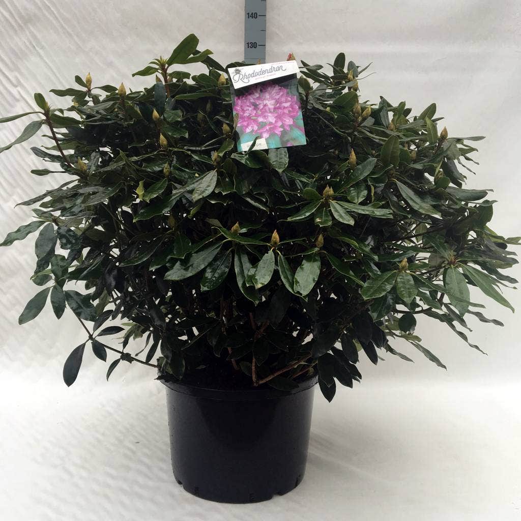 Bosrhododendron (Rhododendron ponticum 'Roseum') | Directplant