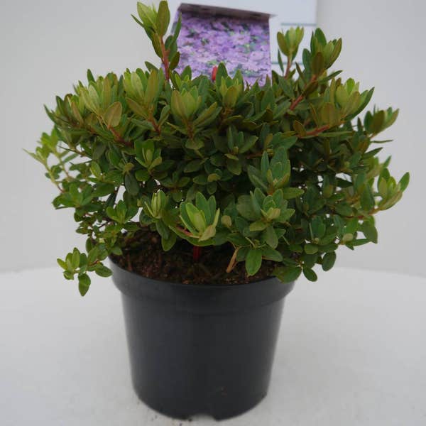 Dwergrhododendron (Rhododendron 'Ramapo')