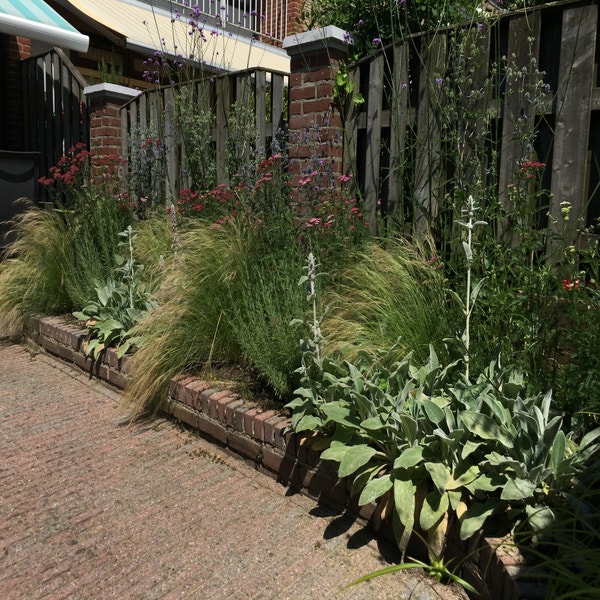 Borderpakket siergras