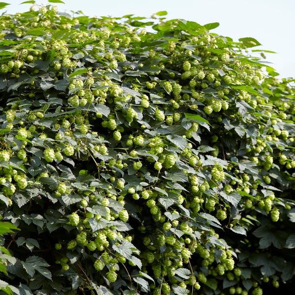 Hop (Humulus lupulus 'Target')