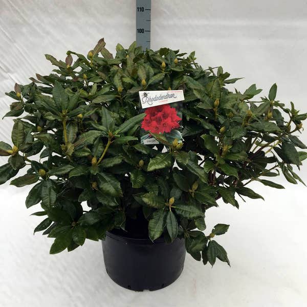 Rhododendron (Rhododendron 'Lord Roberts')