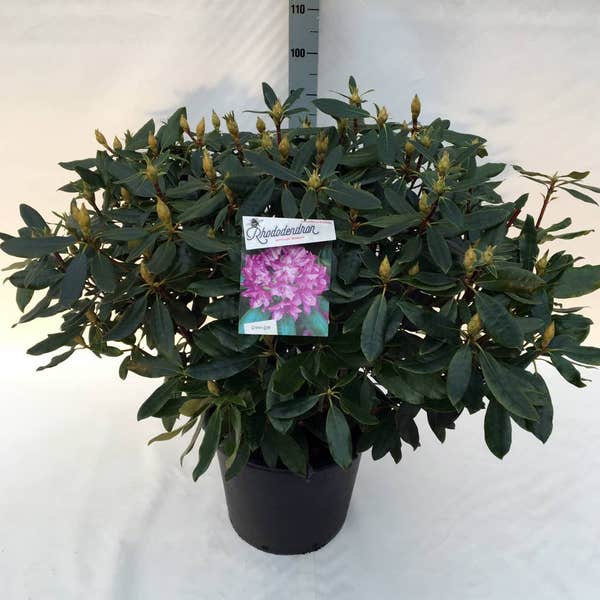 Bosrhododendron (Rhododendron ponticum 'Roseum')