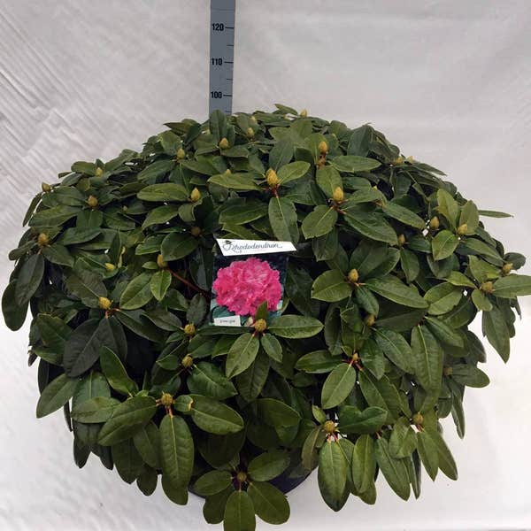 Rhododendron (Rhododendron 'Germania')