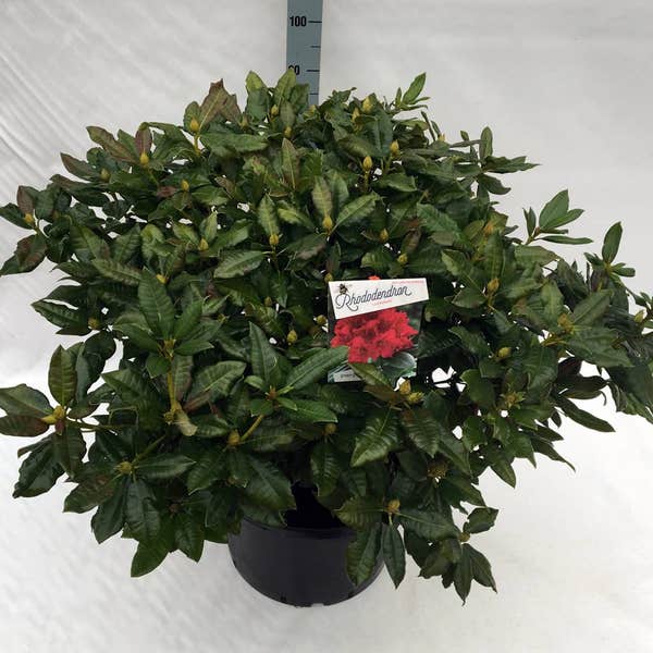 Rhododendron (Rhododendron 'Lord Roberts')