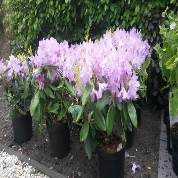 Rhododendron (Rhododendron catawbiense 'Boursault')