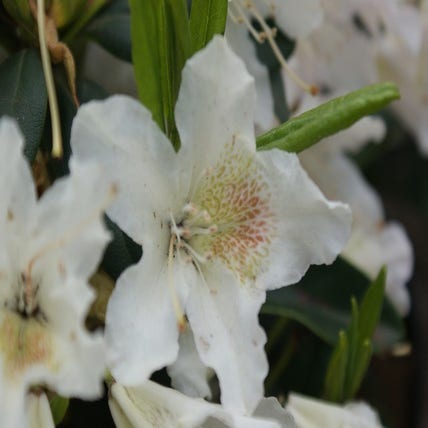 Rhododendron (Rhododendron 'Cunningham's Blush')