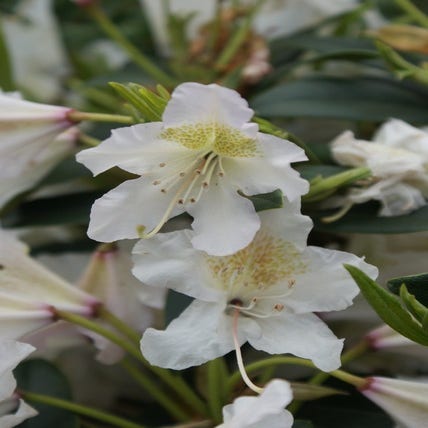 Rhododendron (Rhododendron 'Cunningham's Blush')