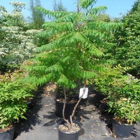 Fluweelboom, struik (Rhus typhina 'Dissecta' (Laciniata))