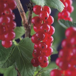 Rode bes (Ribes rubrum 'Jonkheer van Tets')