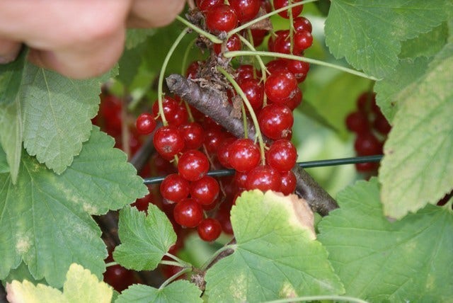 Aalbes (Ribes rubrum 'Rovada') | Directplant