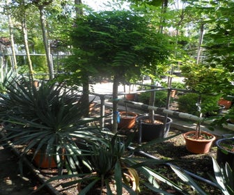 Planten op stam kopen? | Altijd goedkoop! | Directplant