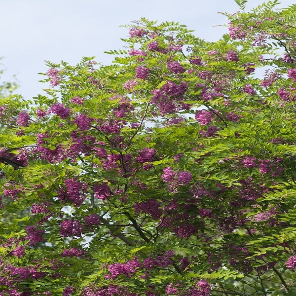 Roze acacia (Robinia margaretta 'Casque Rouge')