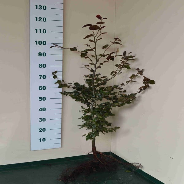Rode beukenhaag kopen? Fagus sylvatica Atropunicea met Garantie