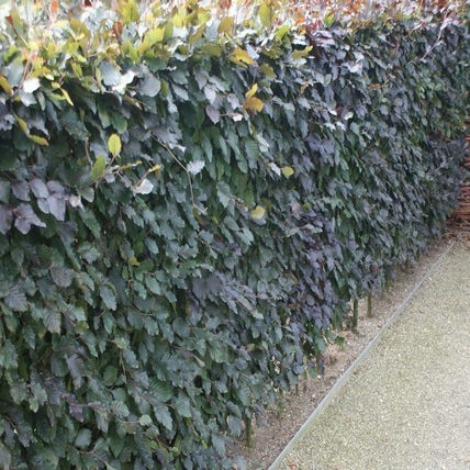 Rode beukenhaag kopen? Fagus sylvatica Atropunicea met Garantie