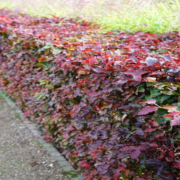 Rode beukenhaag kopen? Fagus sylvatica Atropunicea met Garantie