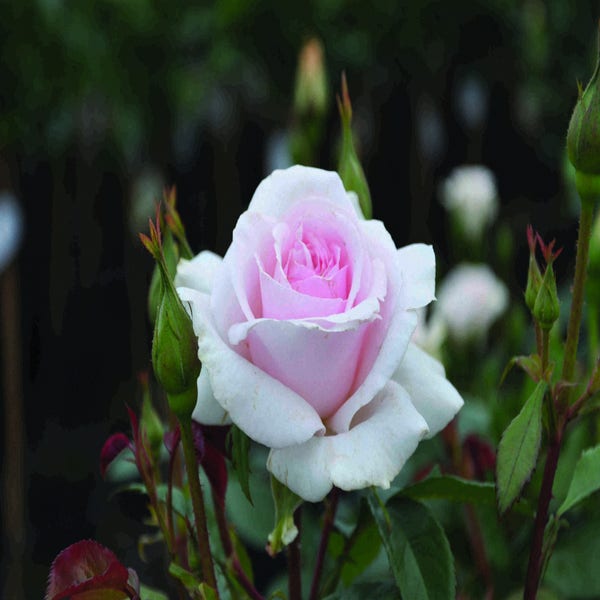 Stamroos (Rosa 'A Whiter Shade Of Pale')